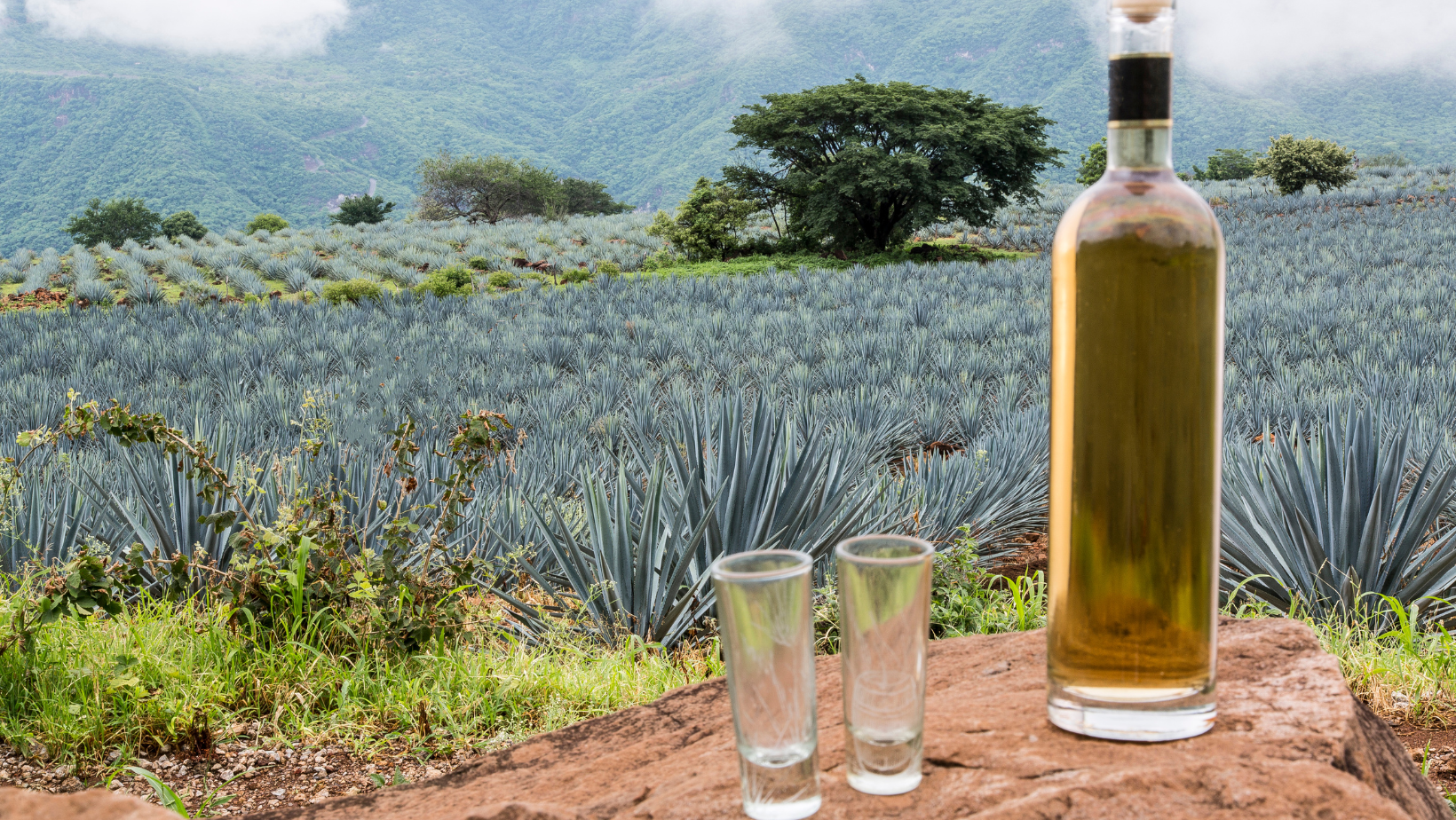 Fundamentos del Tequila y su Protección de Origen | expertosdelabarra